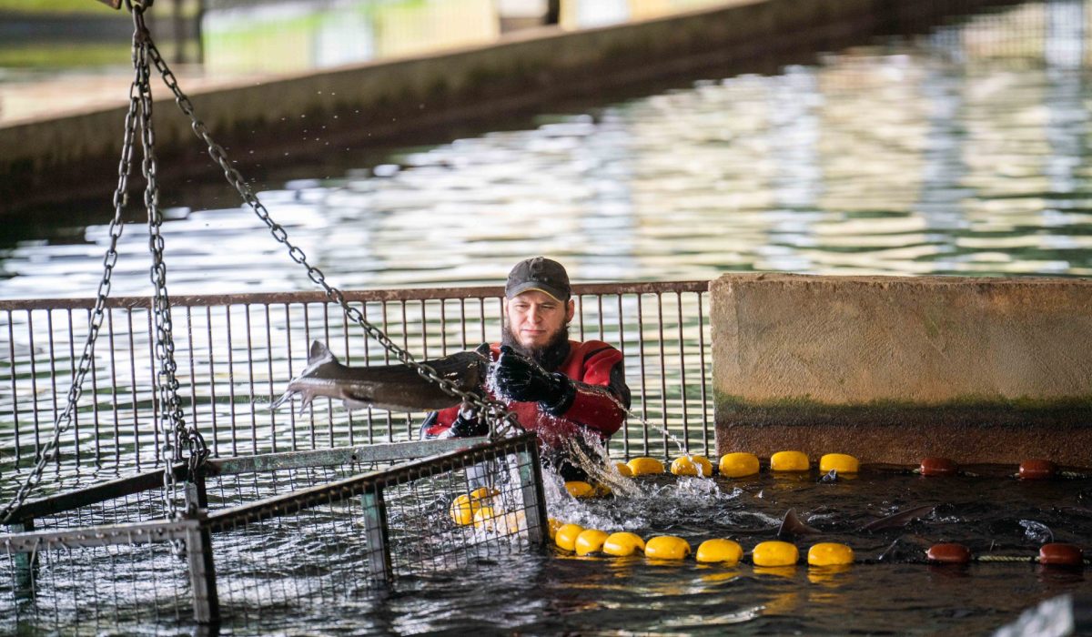 Quels sont les 3 plus gros producteurs de caviar ? – Producteur ...